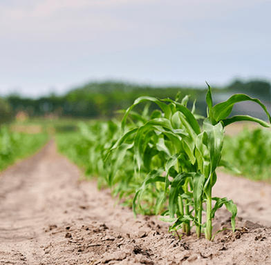 CORN FOLIAR NUTRITION AT THE STAGE OF 6-8 LEAVES TILL TASSEL EMERGENCE ...